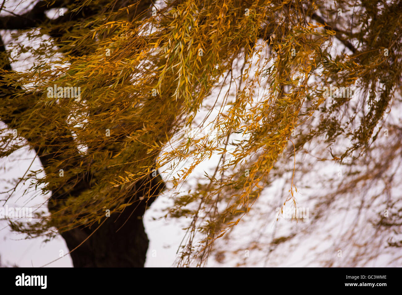 Willow tree wind hi-res stock photography and images - Alamy