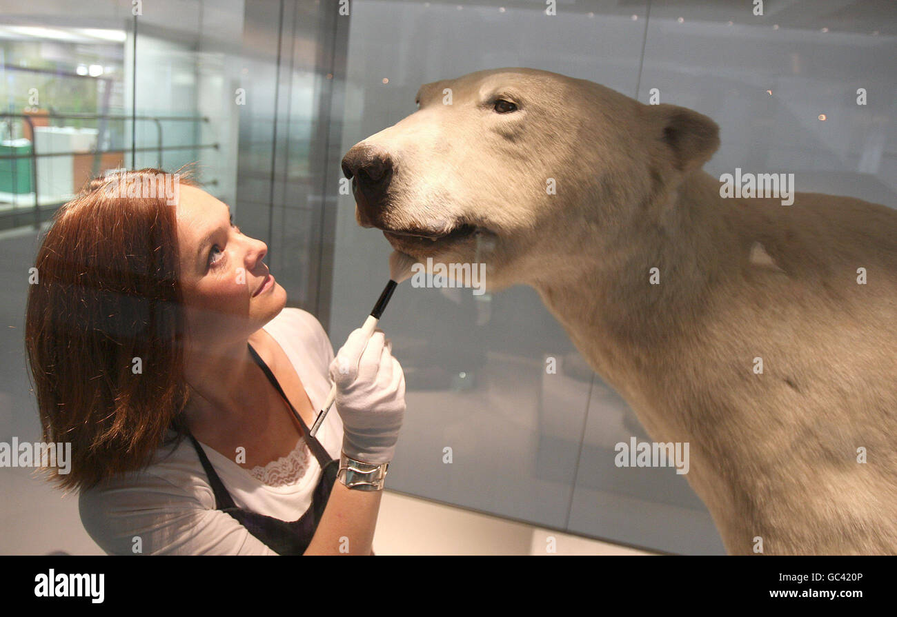 Jill Kerr, from the Ulster Museum, puts the finishing touches to Peter ...