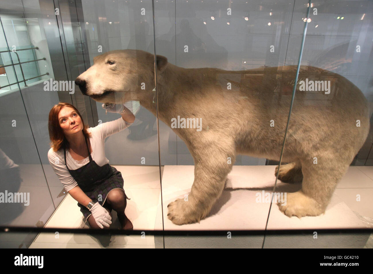 Jill Kerr, from the Ulster Museum, puts the finishing touches to Peter ...