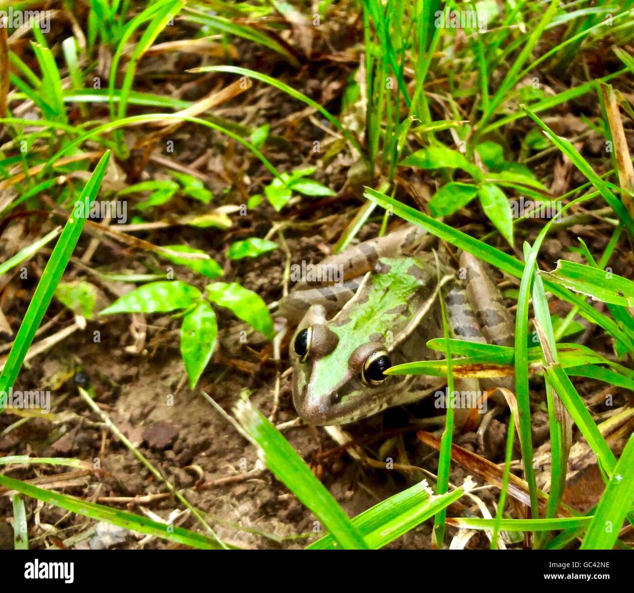 Frog in a forest hi-res stock photography and images - Alamy