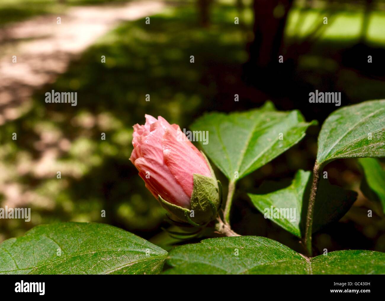 Summer bud hi-res stock photography and images - Alamy