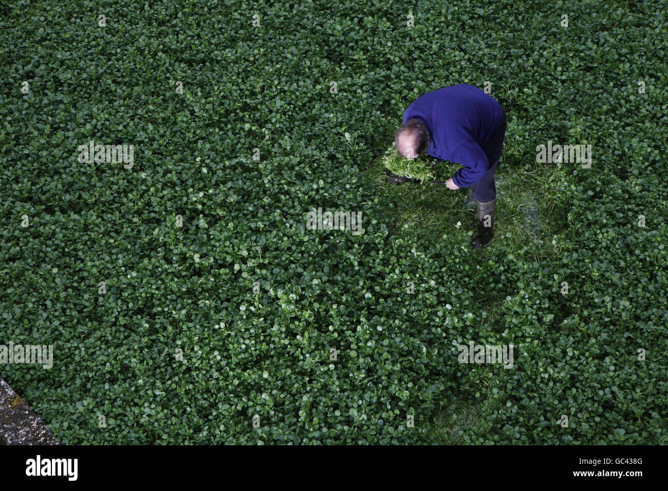 Watercress farming old hi-res stock photography and images - Alamy