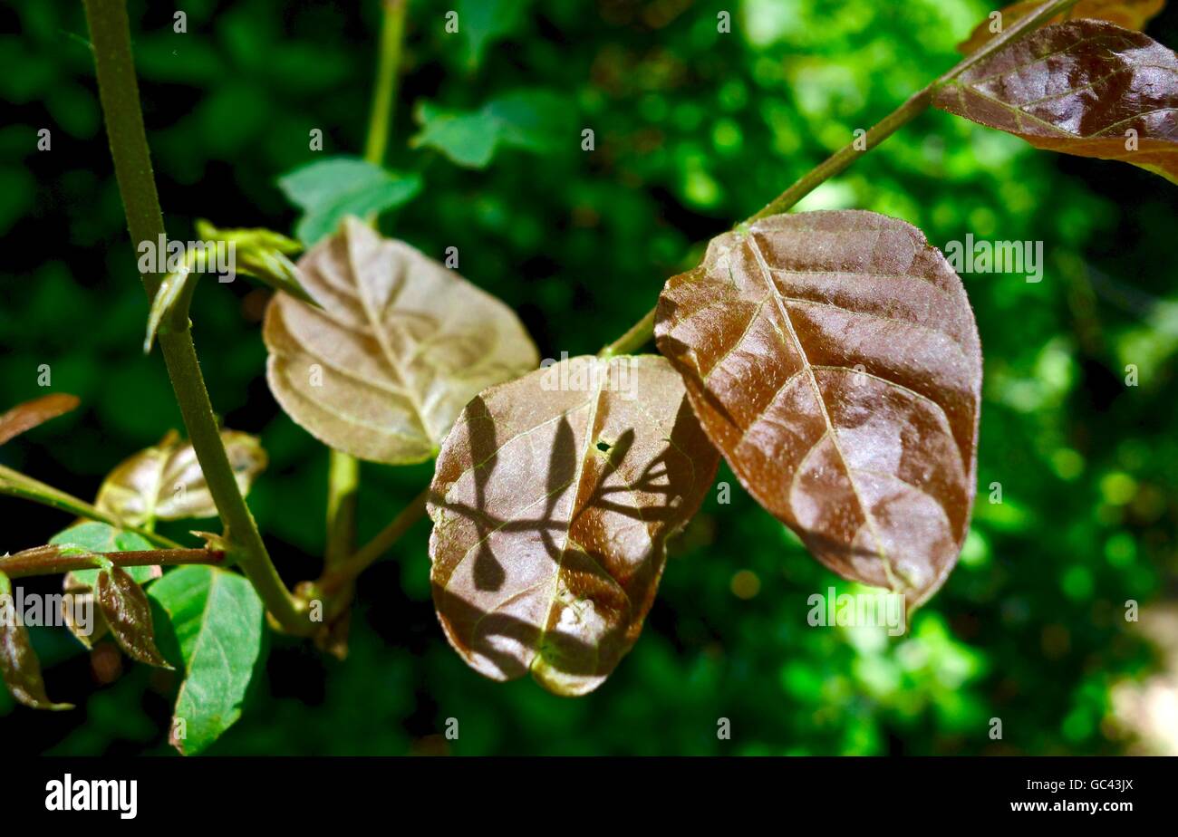 Brown leaves hi-res stock photography and images - Alamy
