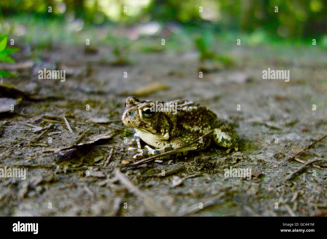 Toad texture hi-res stock photography and images - Alamy
