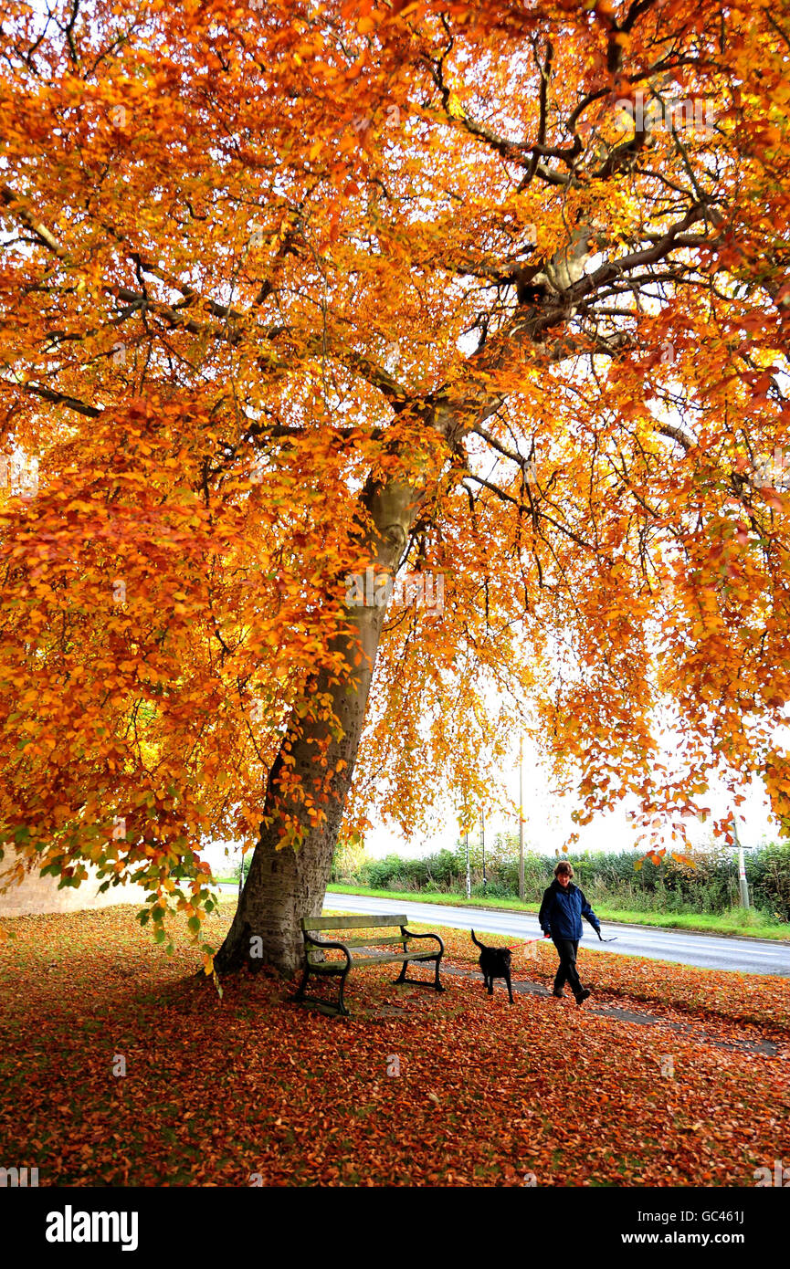 A woman walks her dog in Staindrop, Co Durham Stock Photo - Alamy