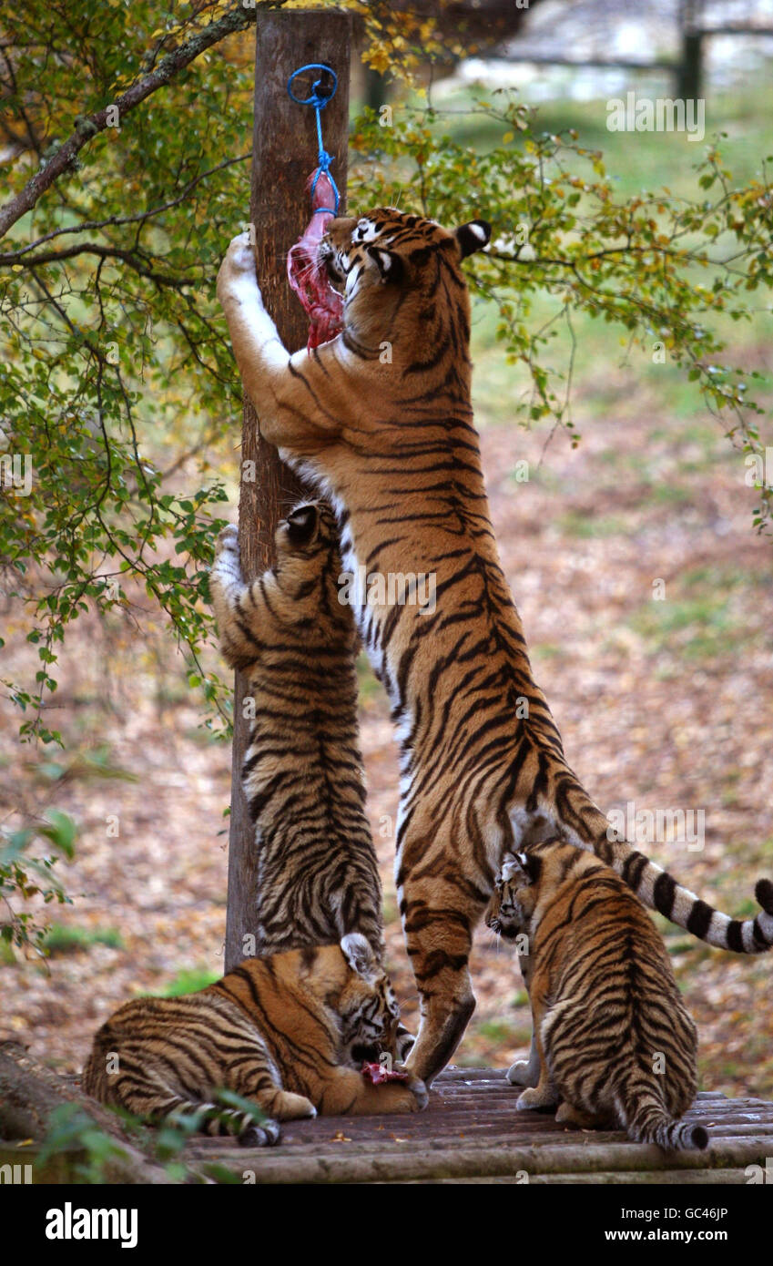 Amur tiger feeding hi-res stock photography and images - Alamy