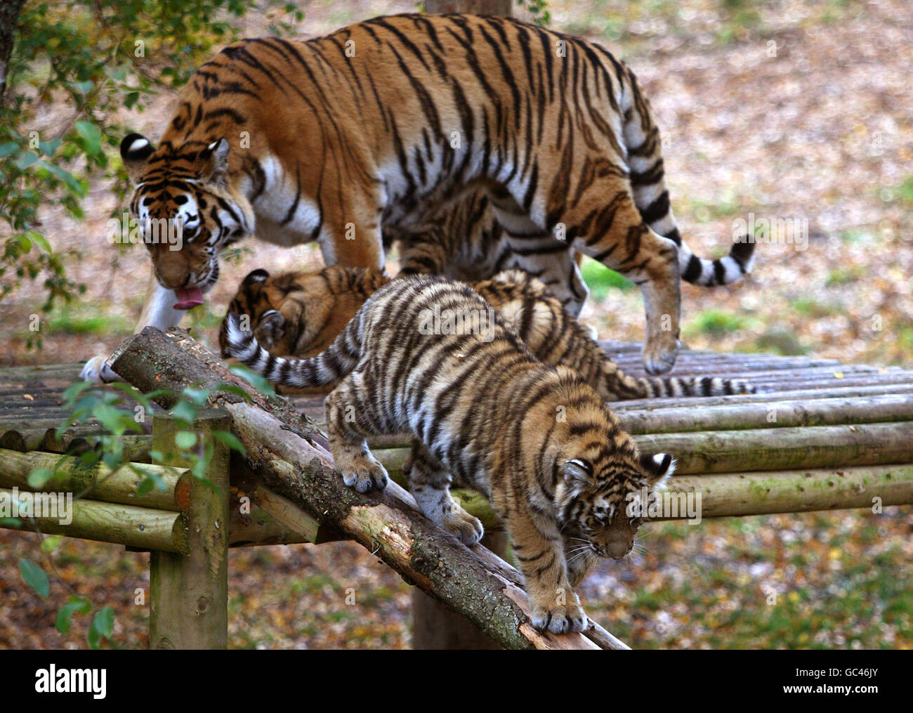 Amur tigers at kingussie hi-res stock photography and images - Alamy