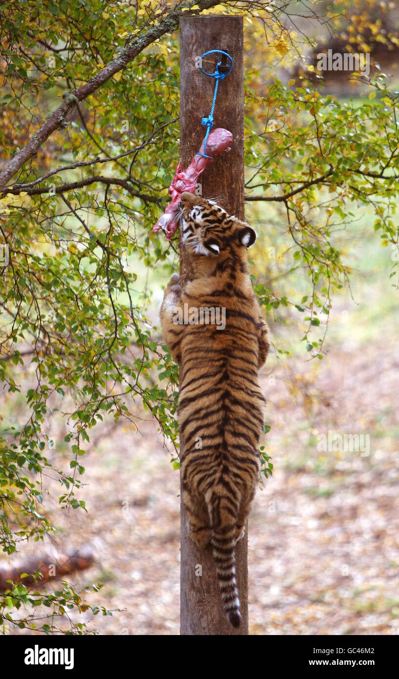 One of Sasha's three six month old Amur tiger cubs climbs a tree at ...