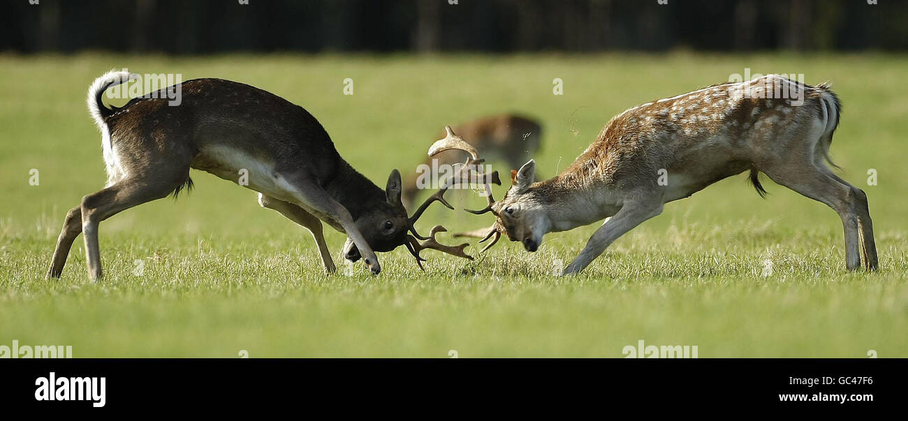 Antler clash hi-res stock photography and images - Alamy