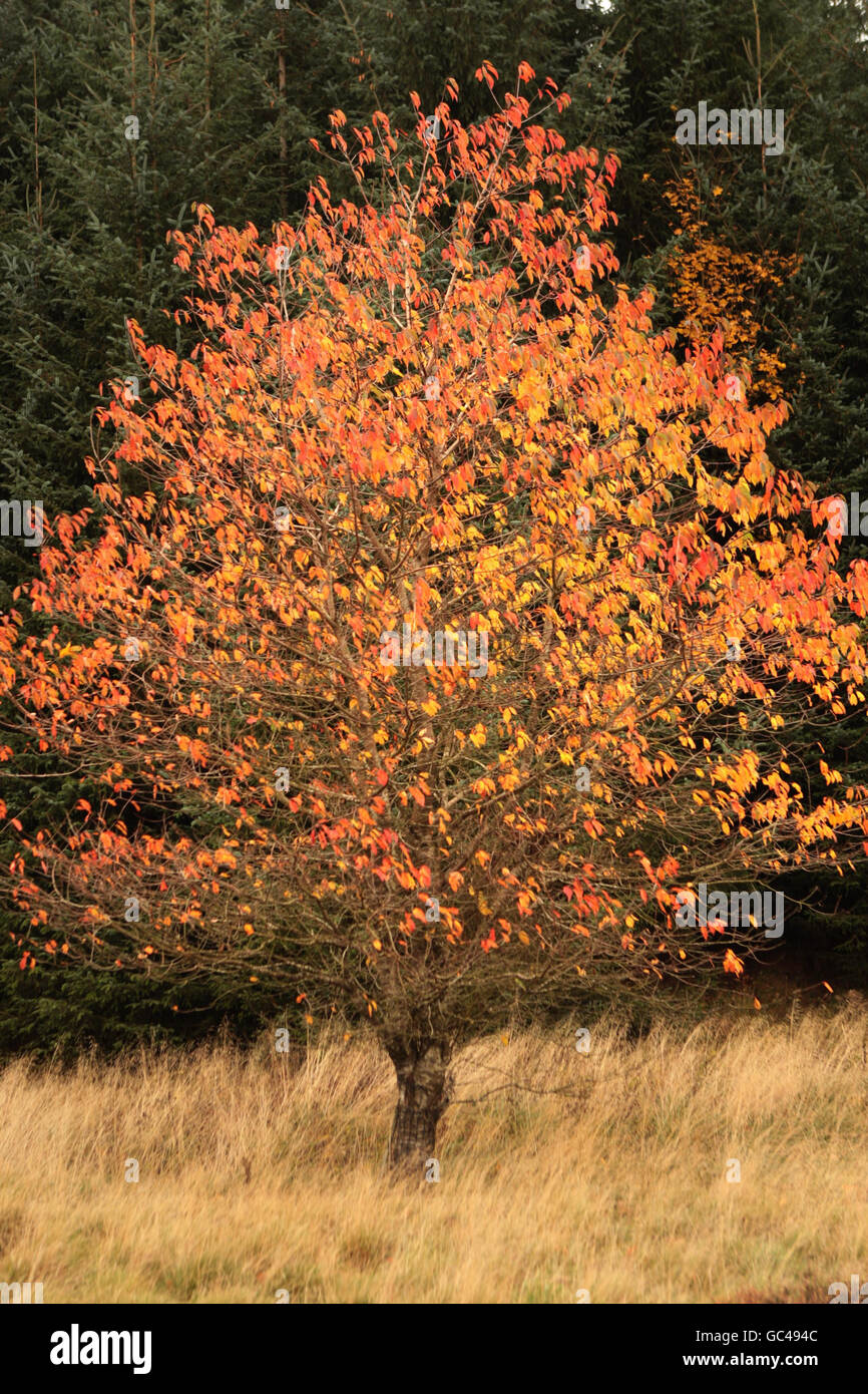 Beautiful borders hi-res stock photography and images - Alamy