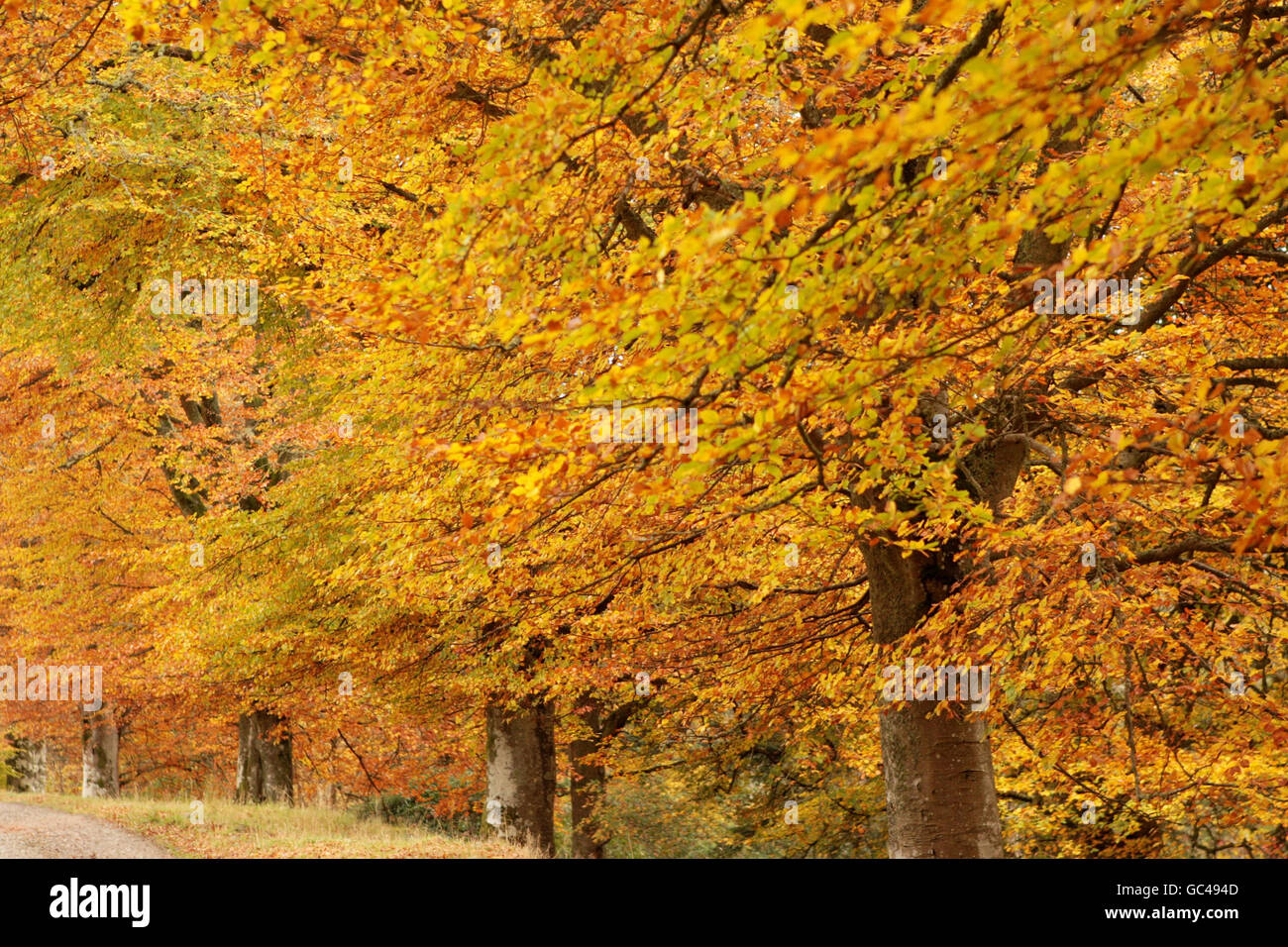 Autumn view in scottish borders hi-res stock photography and images - Alamy