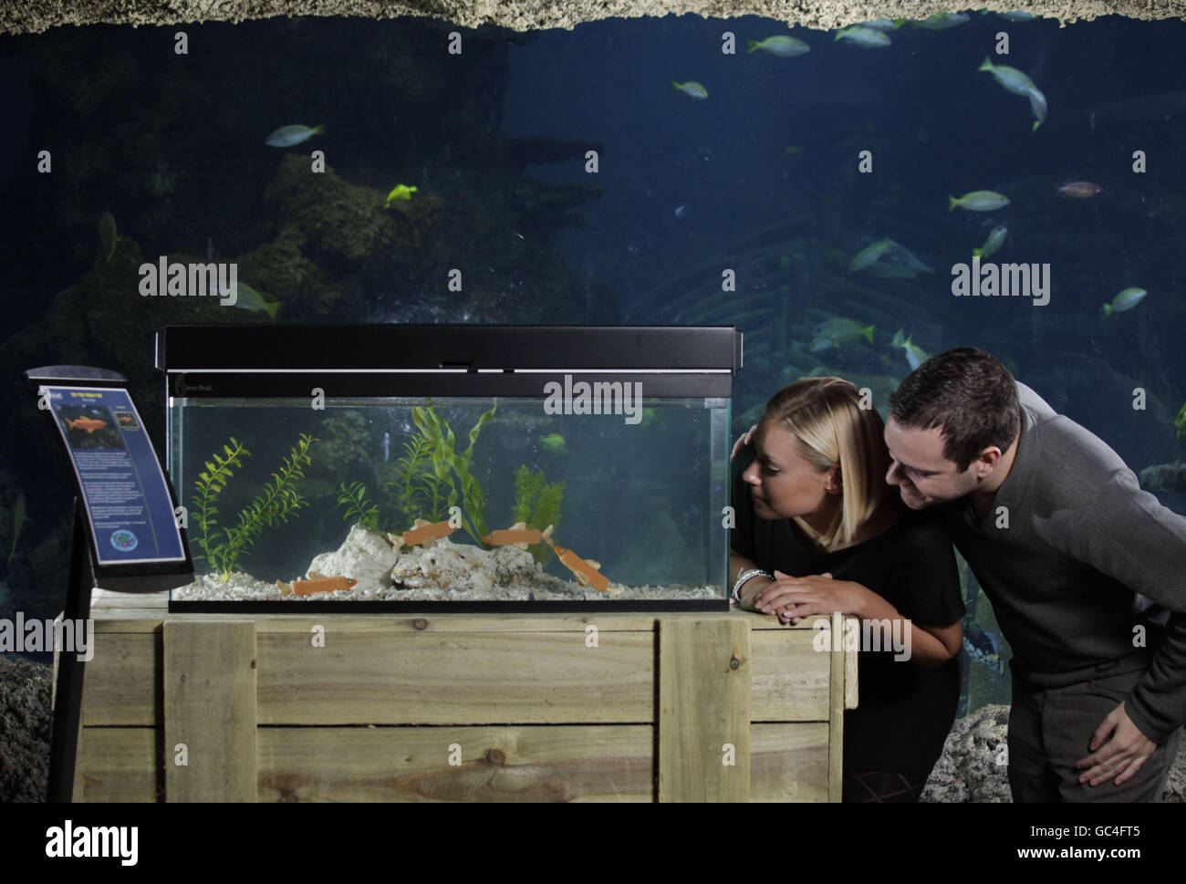 Fish Finger aquarium Stock Photo - Alamy