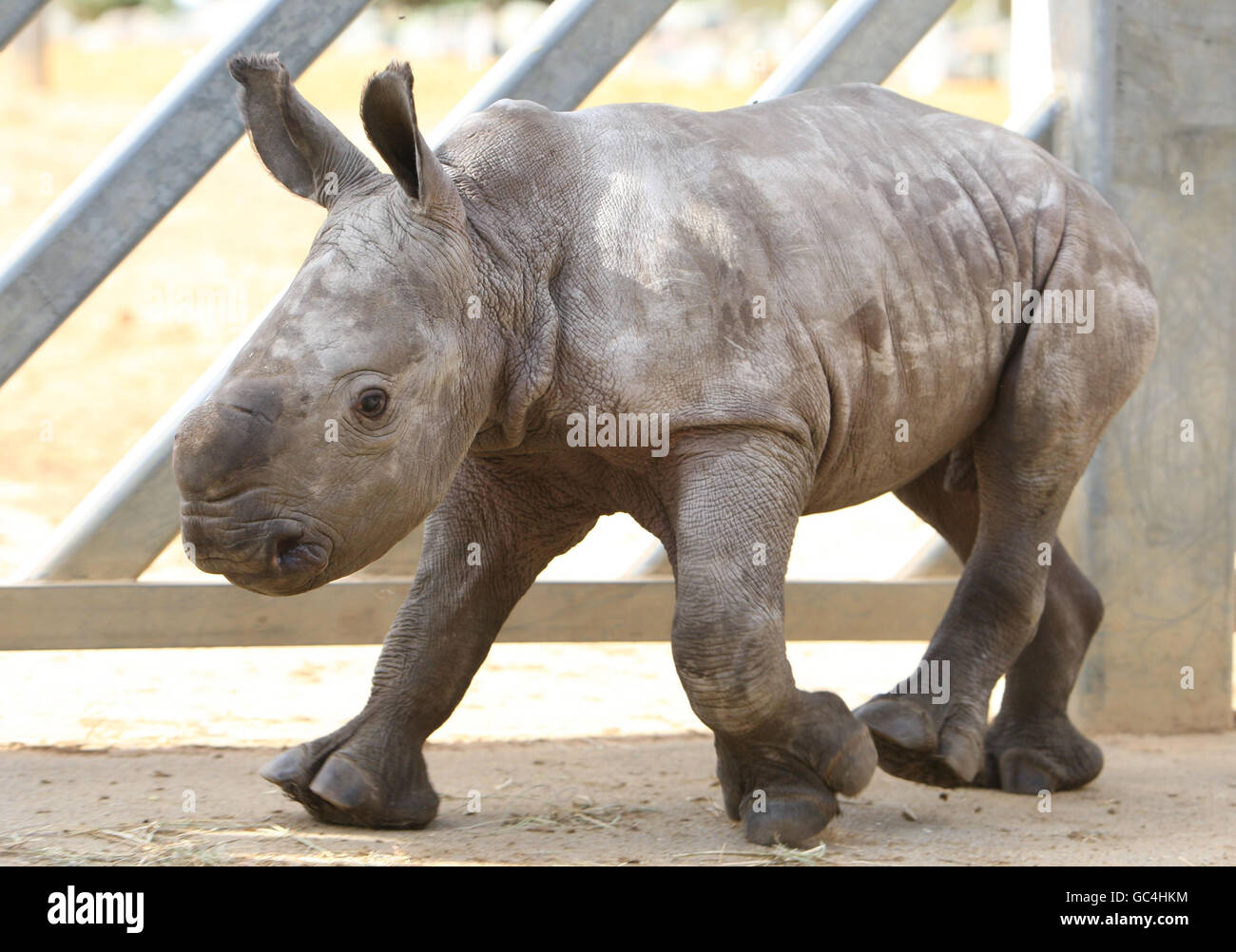 Rhino appearance hi-res stock photography and images - Alamy
