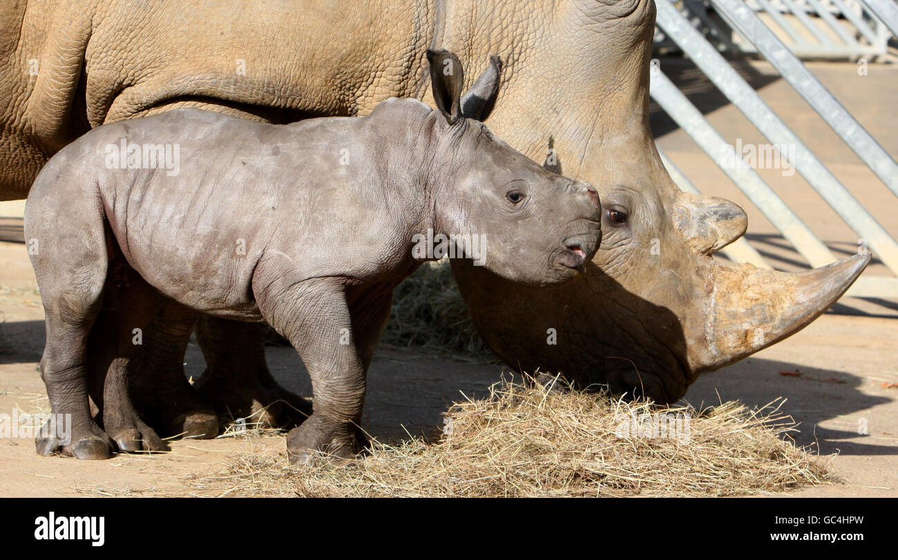 First baby white rhino born in UK Stock Photo - Alamy