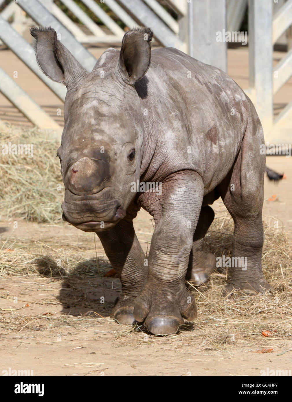 First baby white rhino born in UK Stock Photo - Alamy
