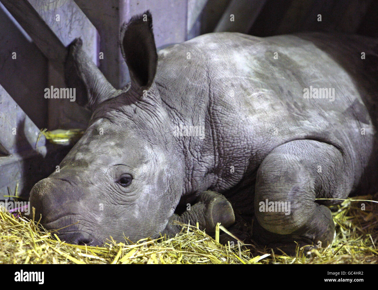 Rhino appearance hi-res stock photography and images - Alamy