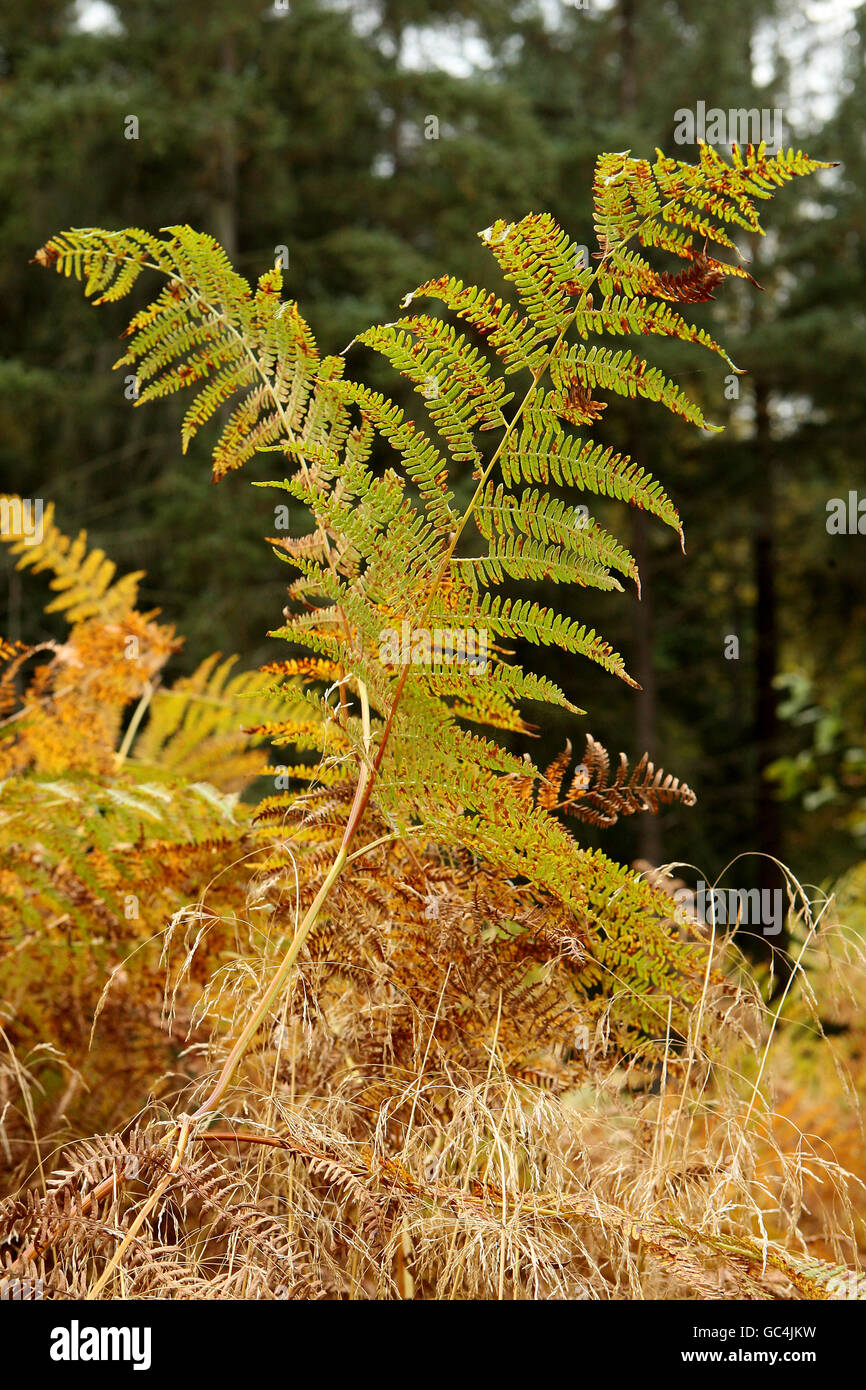 Autumn colour in the Wyre Forest near Bewdley in Worcestershire Stock ...