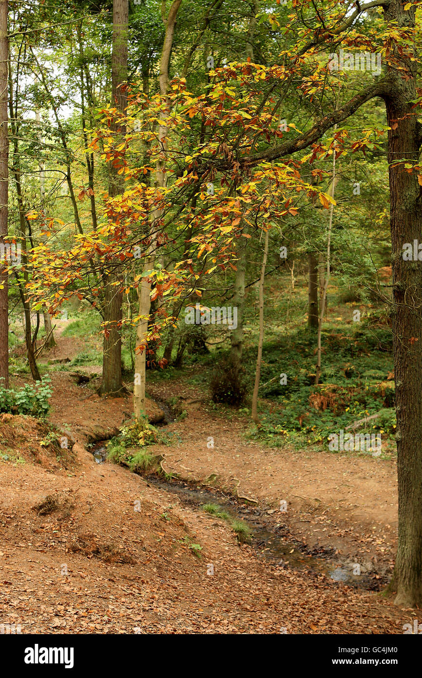 Autumn Colour - Wyre Forest Stock Photo - Alamy