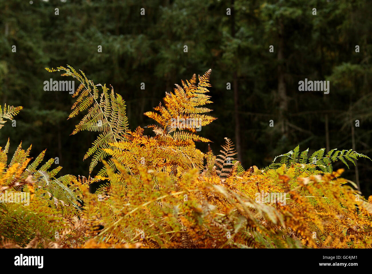 Autumn colour in the Wyre Forest near Bewdley in Worcestershire Stock ...