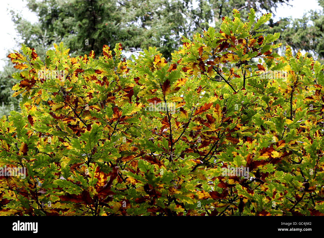 Autumn colour in the Wyre Forest near Bewdley in Worcestershire Stock ...