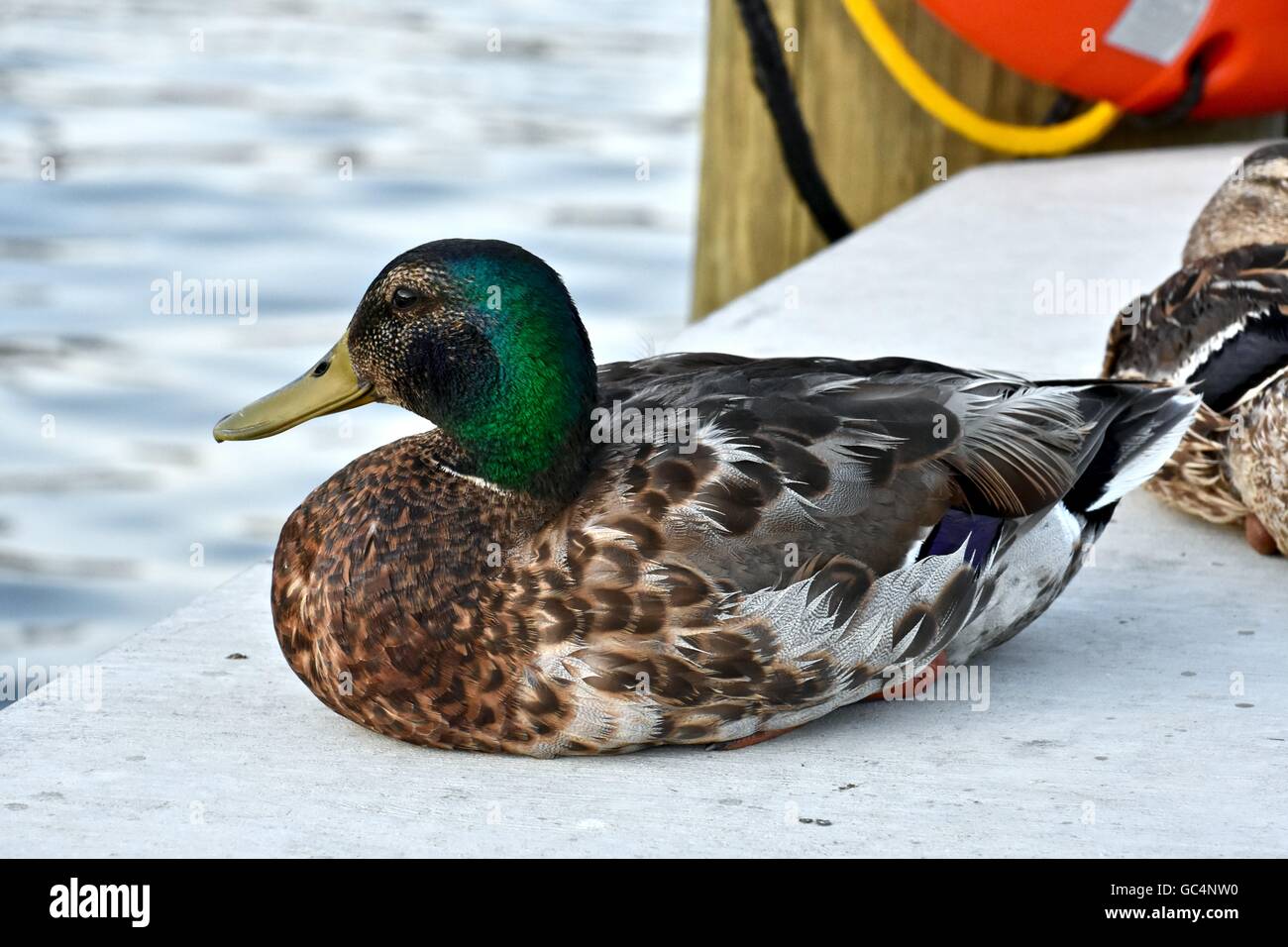 Mallard duck laying on a boat dock Stock Photo - Alamy