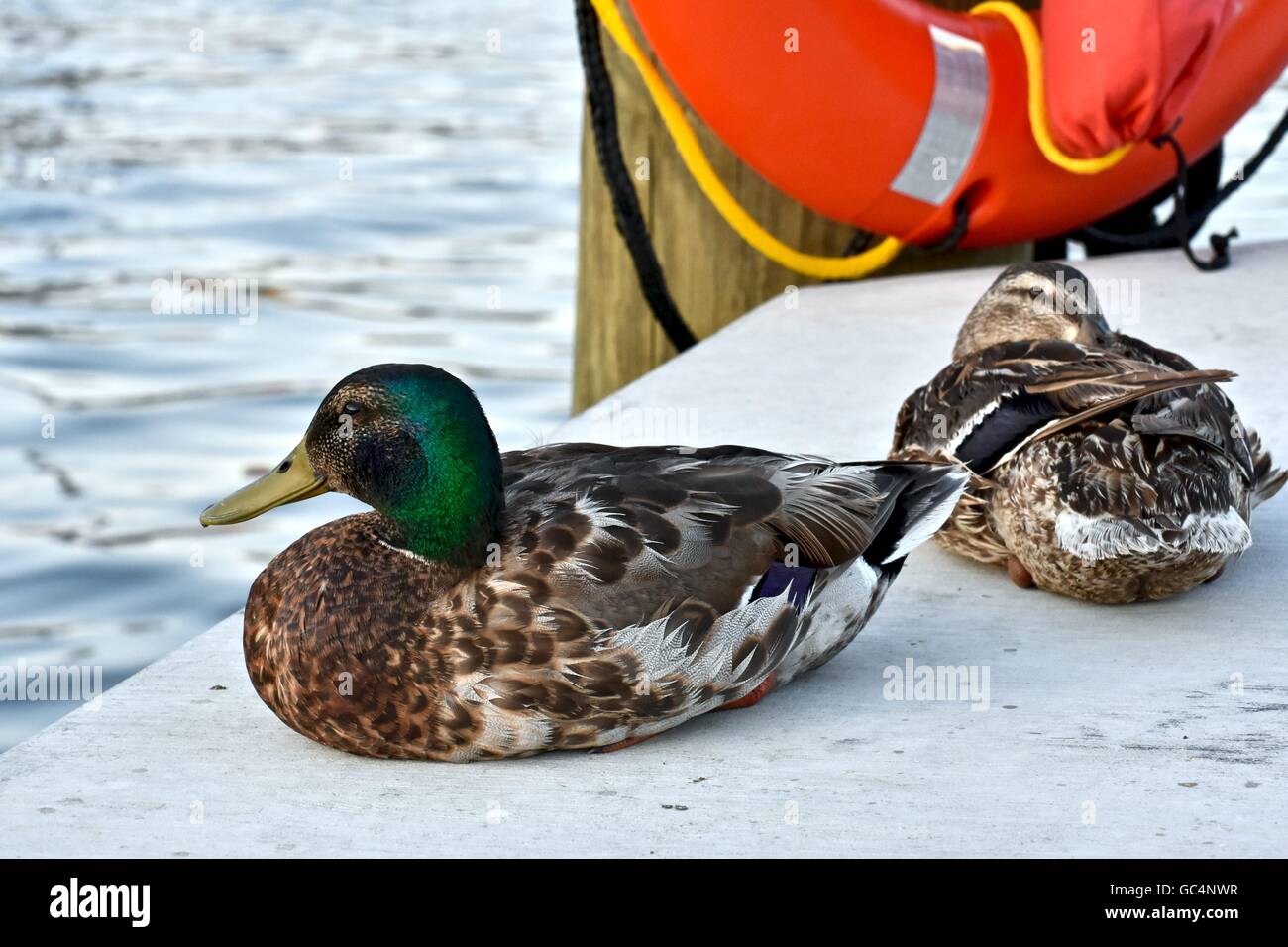 Mallard duck laying on a boat dock Stock Photo - Alamy