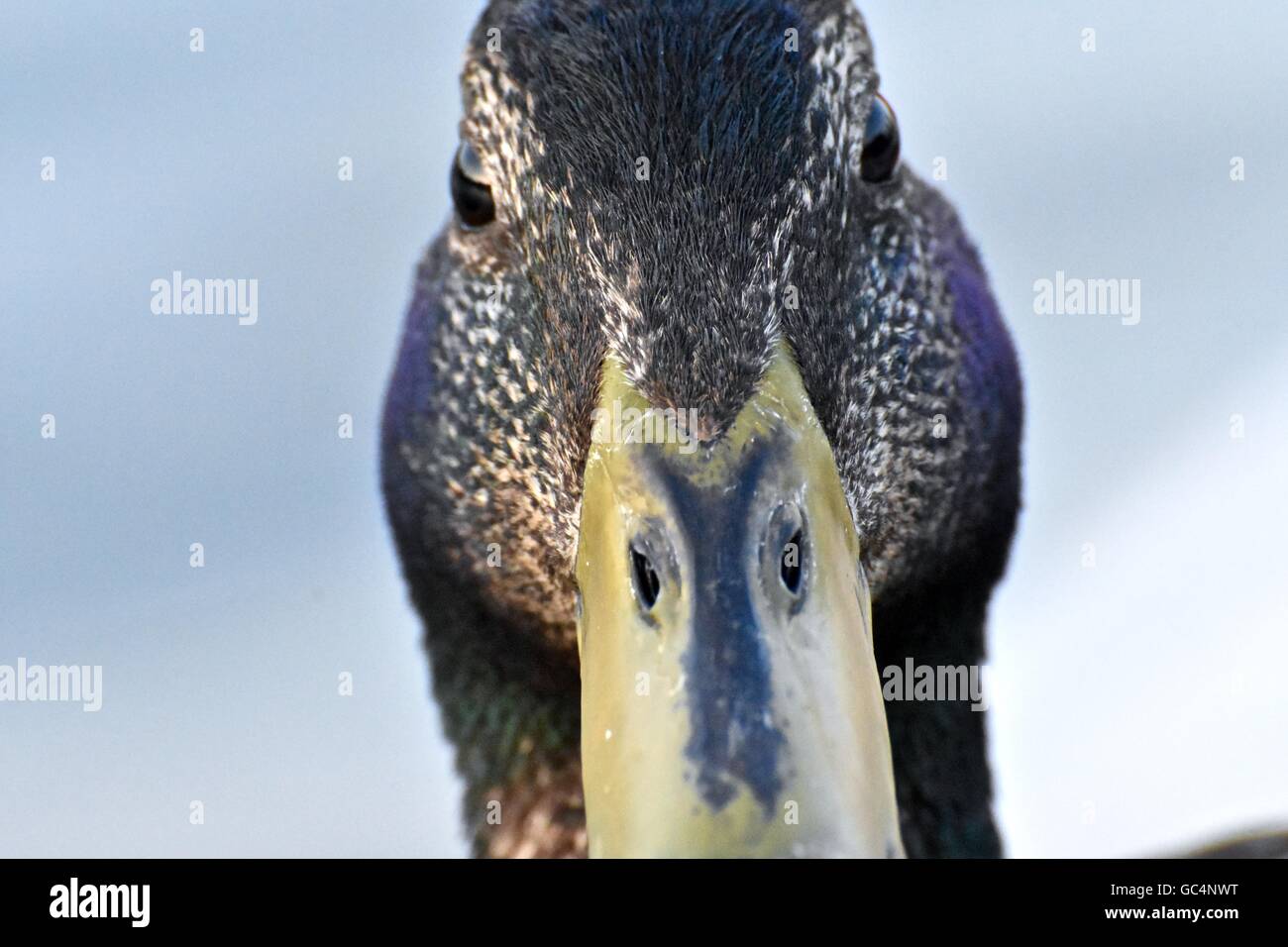 A beautiful mallard duck up close and personal Stock Photo - Alamy