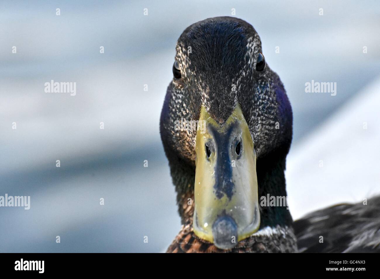 A beautiful mallard duck up close and personal Stock Photo - Alamy