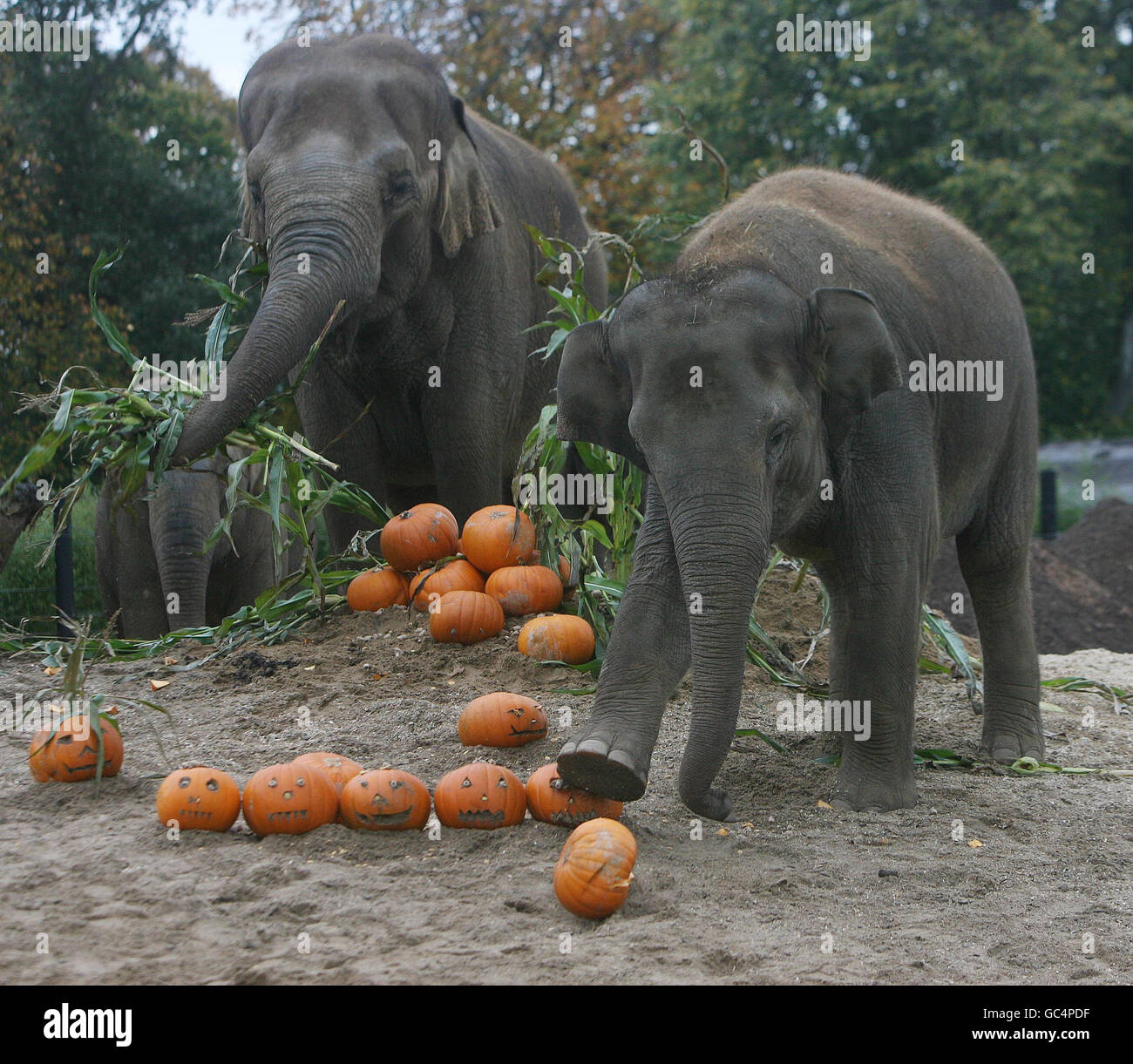 Budi, Dublin Zoo's youngest elephant plays with a pumpkin to promote ...