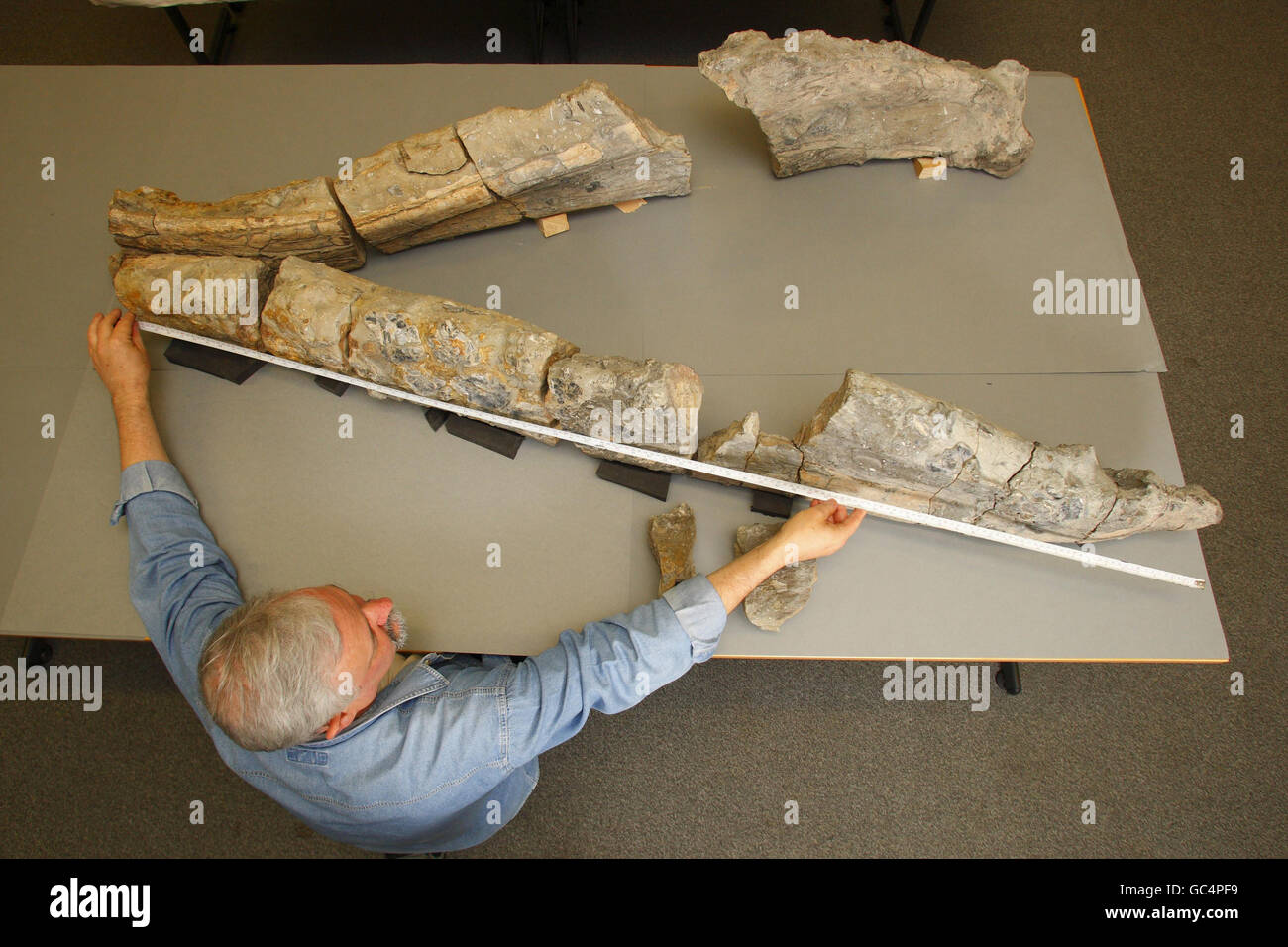 Pliosaur skull fossil Stock Photo - Alamy