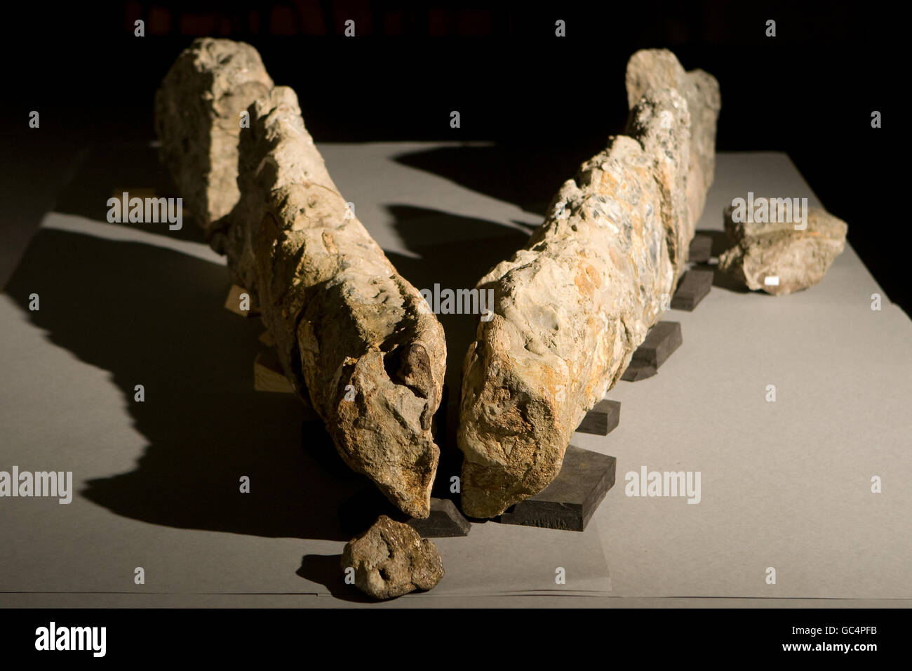 Pliosaur skull fossil hi-res stock photography and images - Alamy