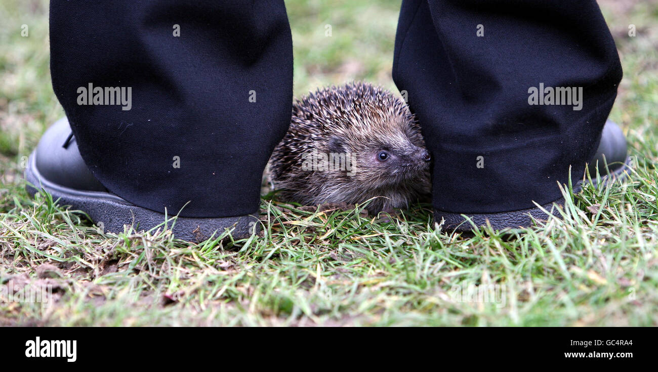 Three hedgehogs hi-res stock photography and images - Alamy