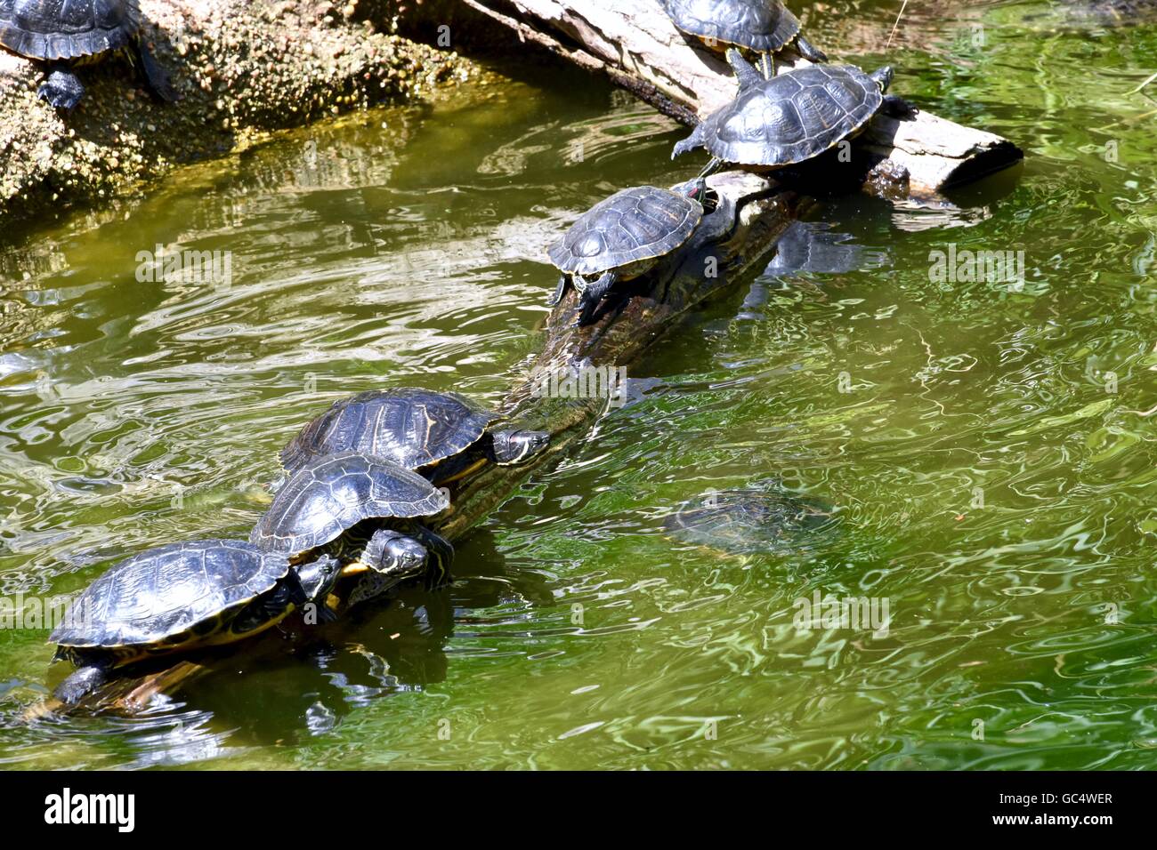 Basking turtle hi-res stock photography and images - Alamy