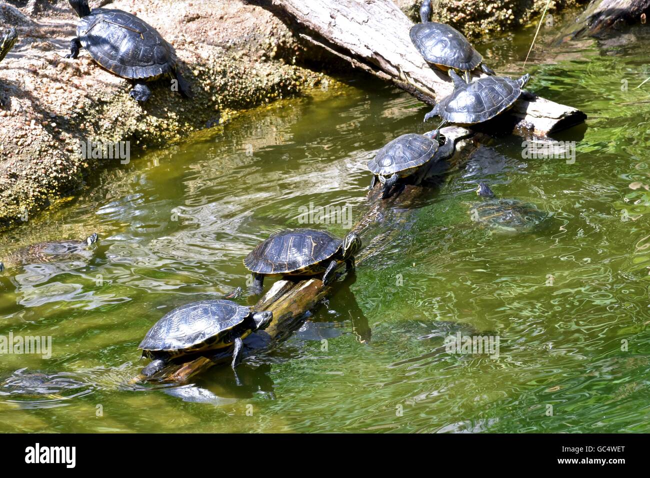 Aquatic turtles basking in the sun Stock Photo - Alamy