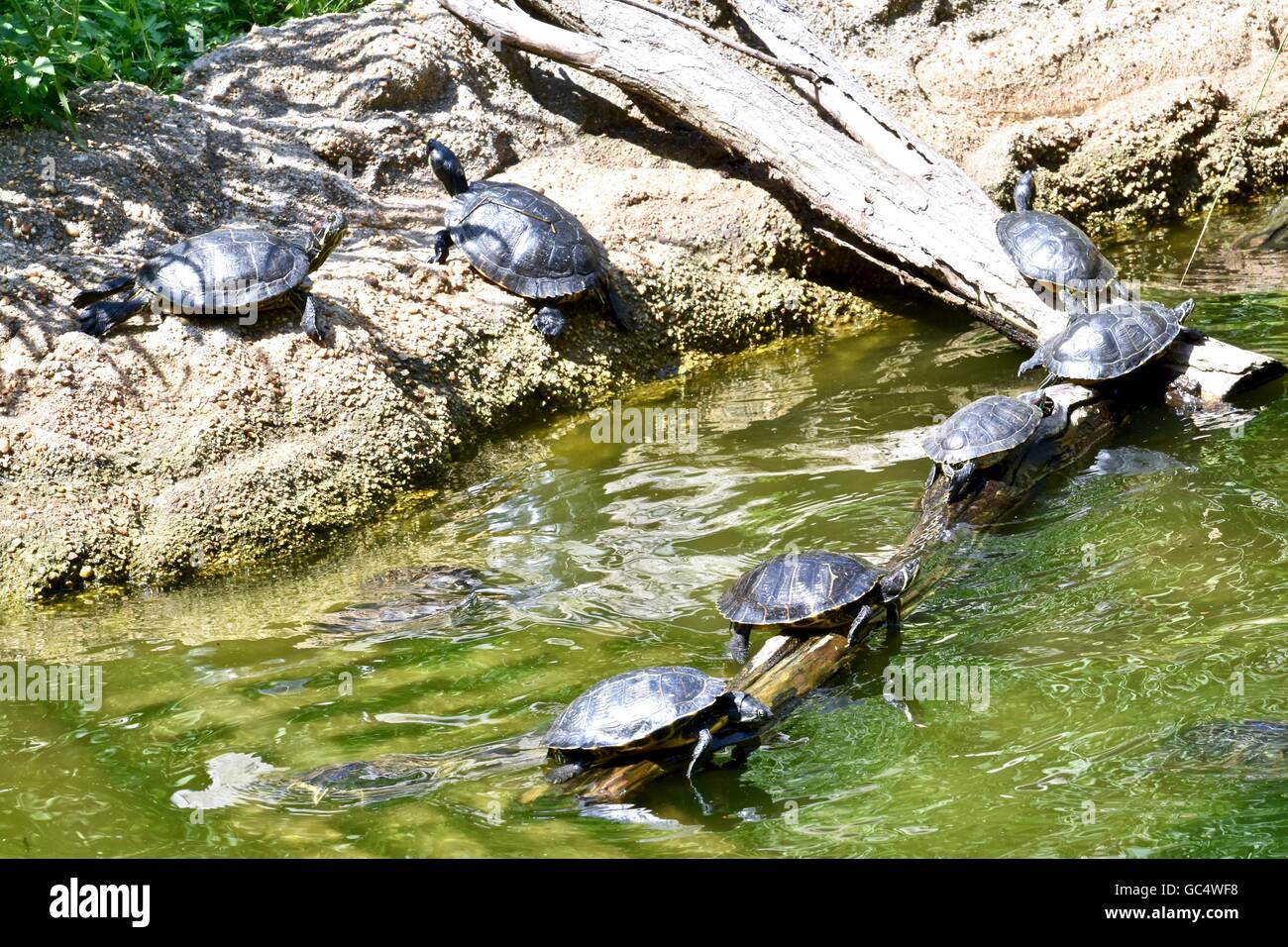 Basking turtle hi-res stock photography and images - Alamy