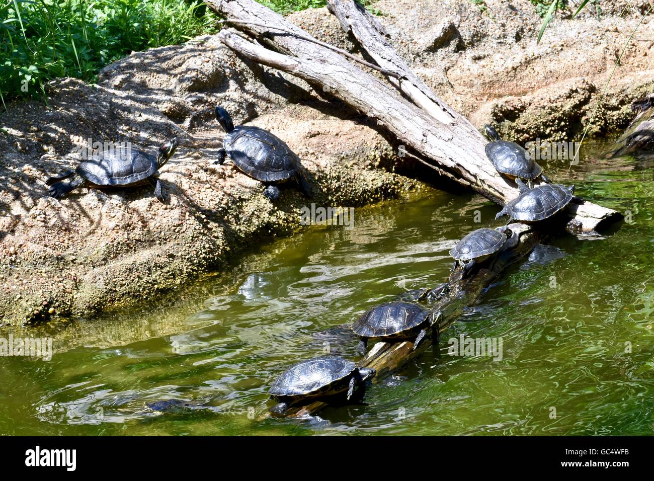 Aquatic reptile in sun hi-res stock photography and images - Alamy