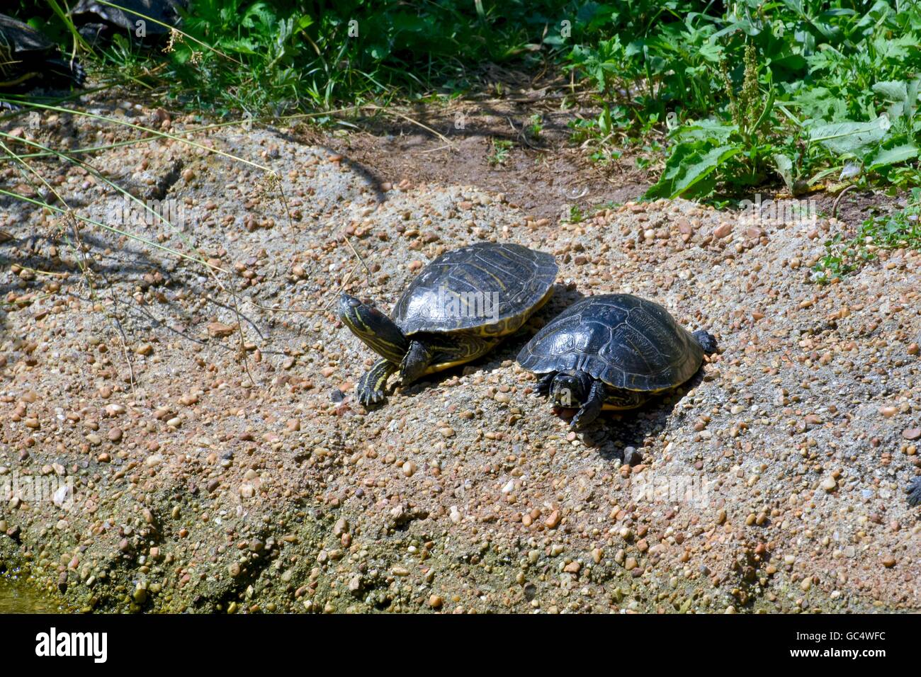 Basking turtle hi-res stock photography and images - Alamy