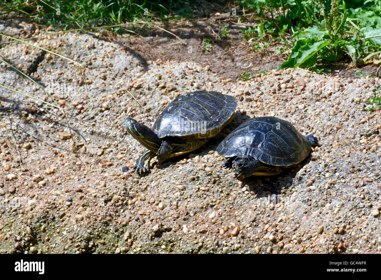 Aquatic turtles basking in the sun Stock Photo - Alamy