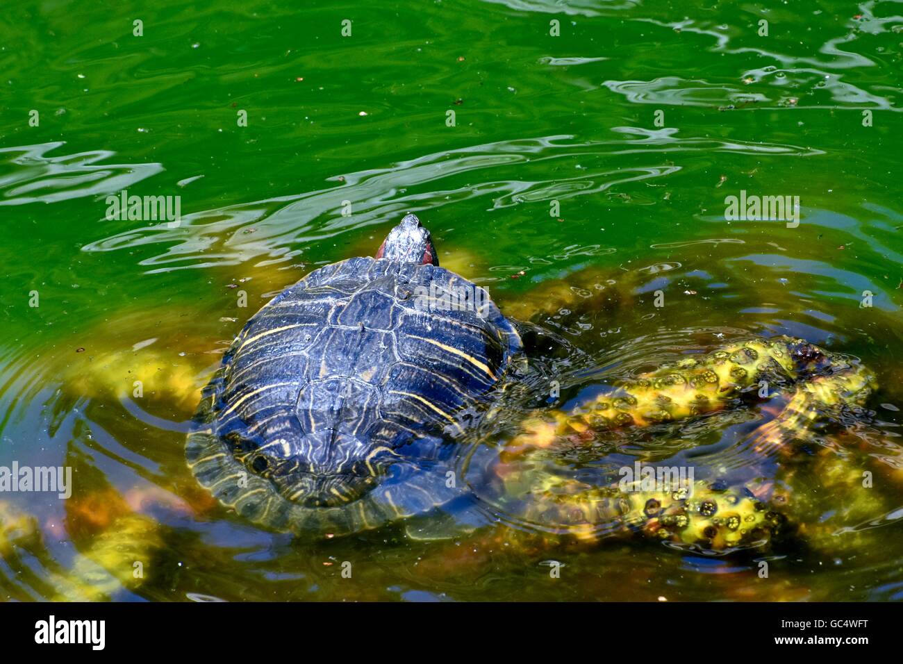 Aquatic turtles basking in the sun Stock Photo - Alamy