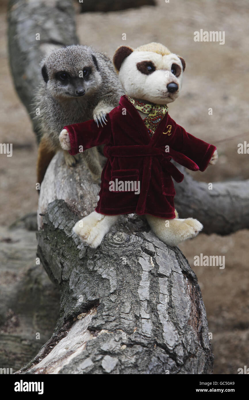 Compare the meerkat hi-res stock photography and images - Alamy