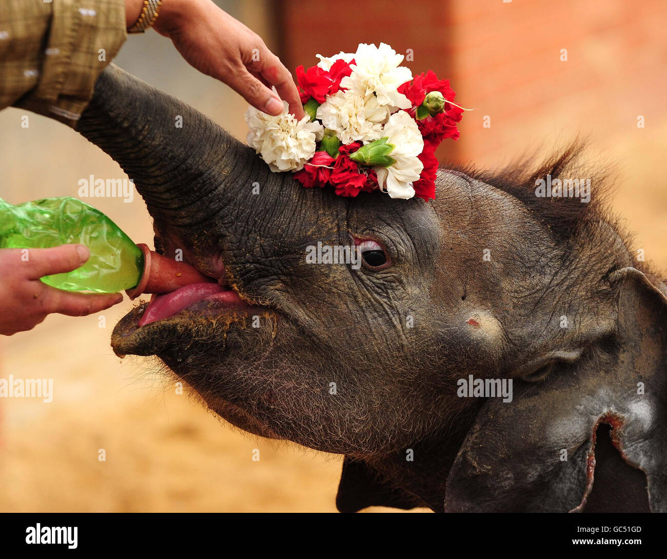 Artificial elephant hi-res stock photography and images - Alamy