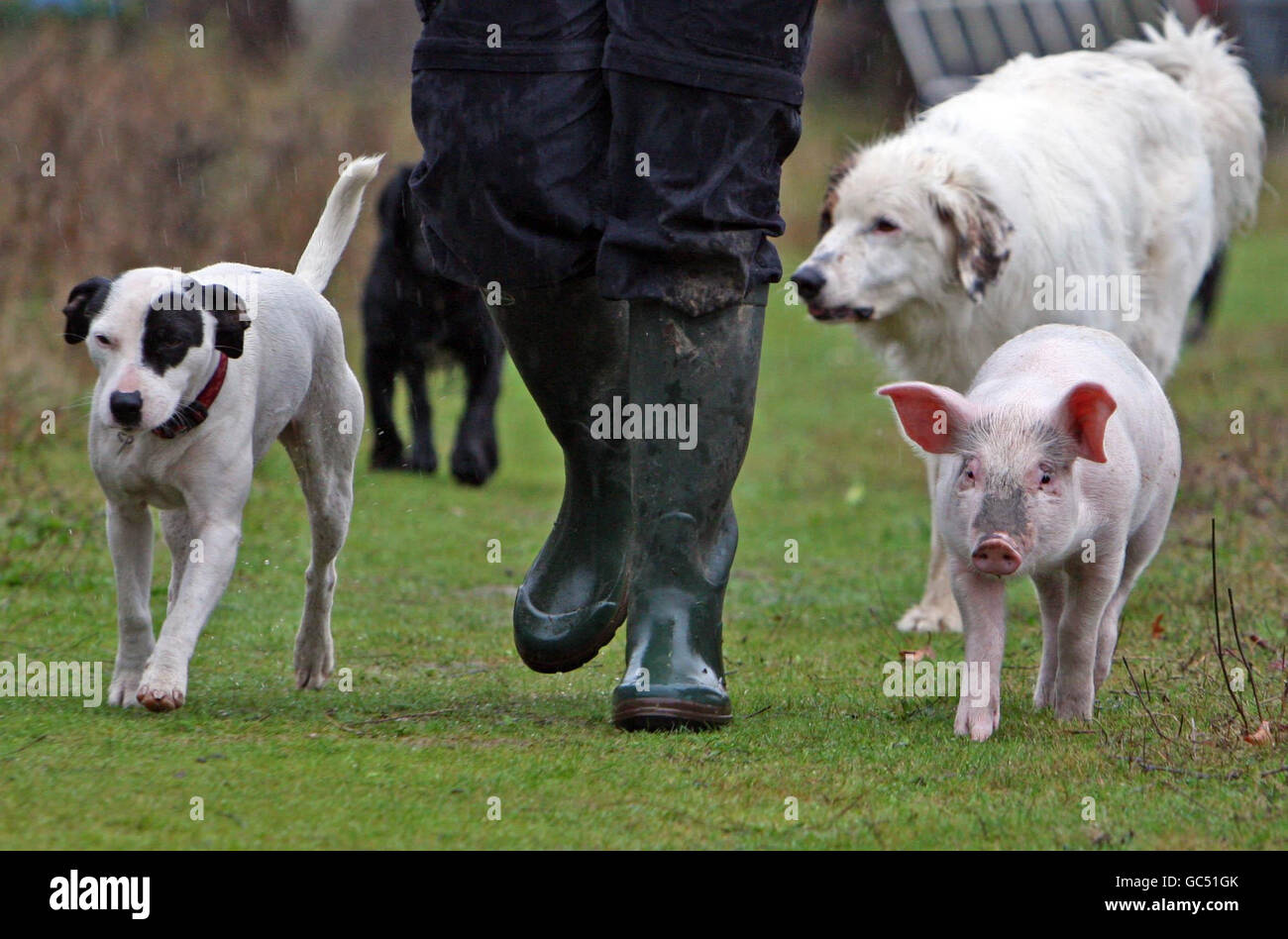 Prudence the puppy pig Stock Photo - Alamy