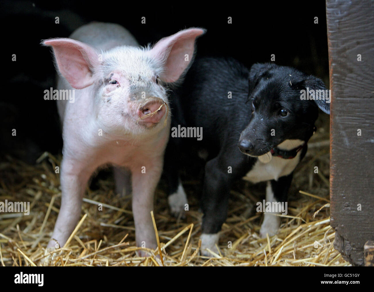 Essex pig hi-res stock photography and images - Alamy