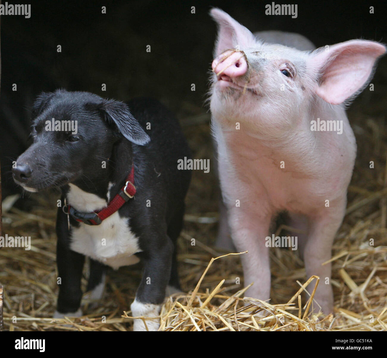 Essex pig hi-res stock photography and images - Alamy