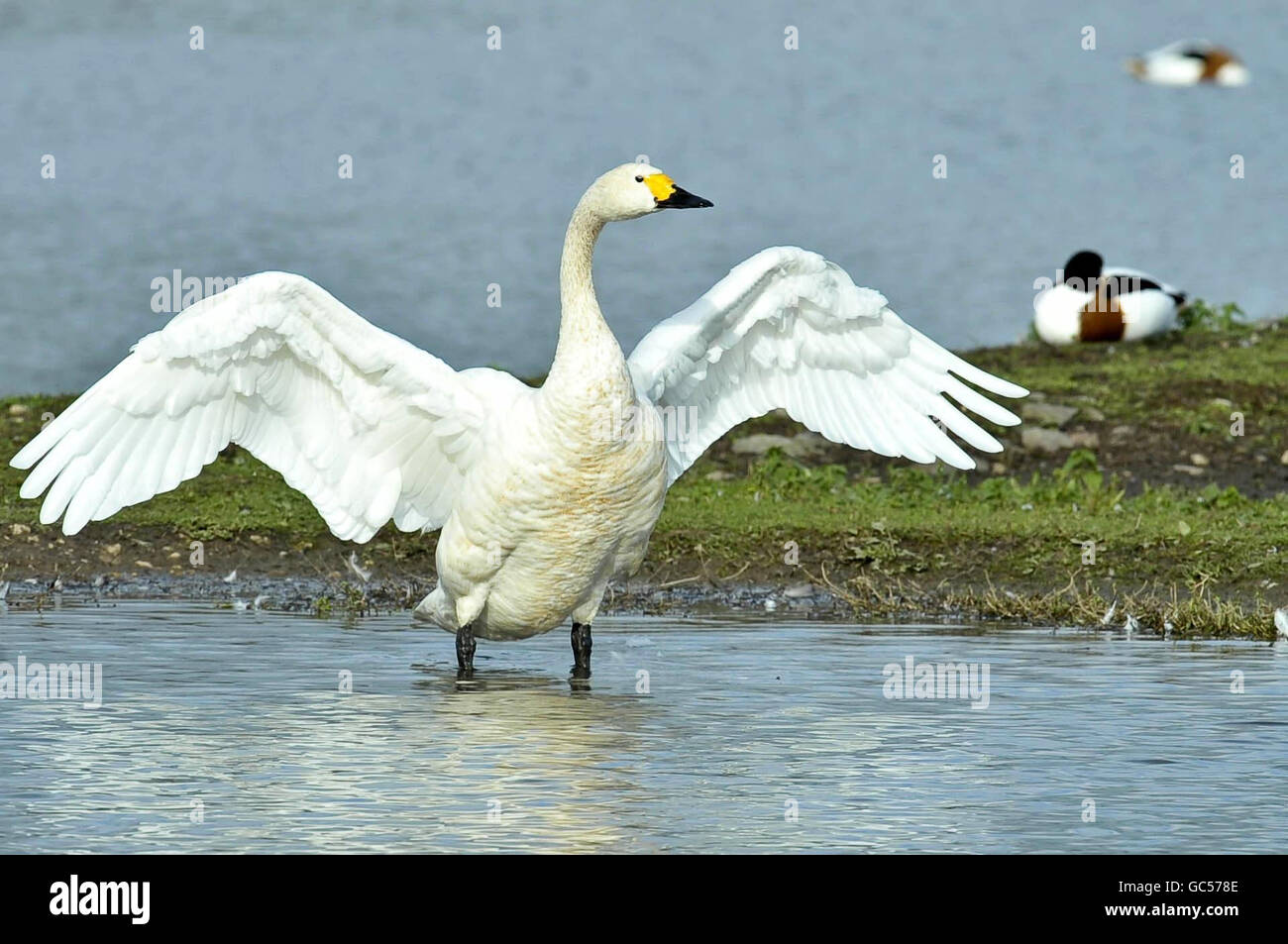 Swans at slimbridge wildfowl and wetlands centre hi-res stock ...