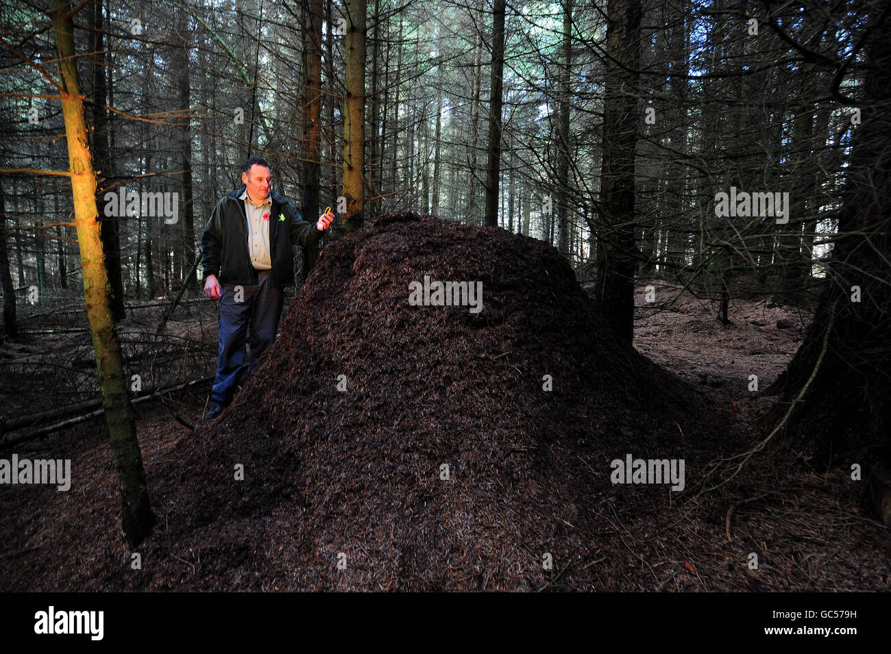 Hairy wood ant hi-res stock photography and images - Alamy