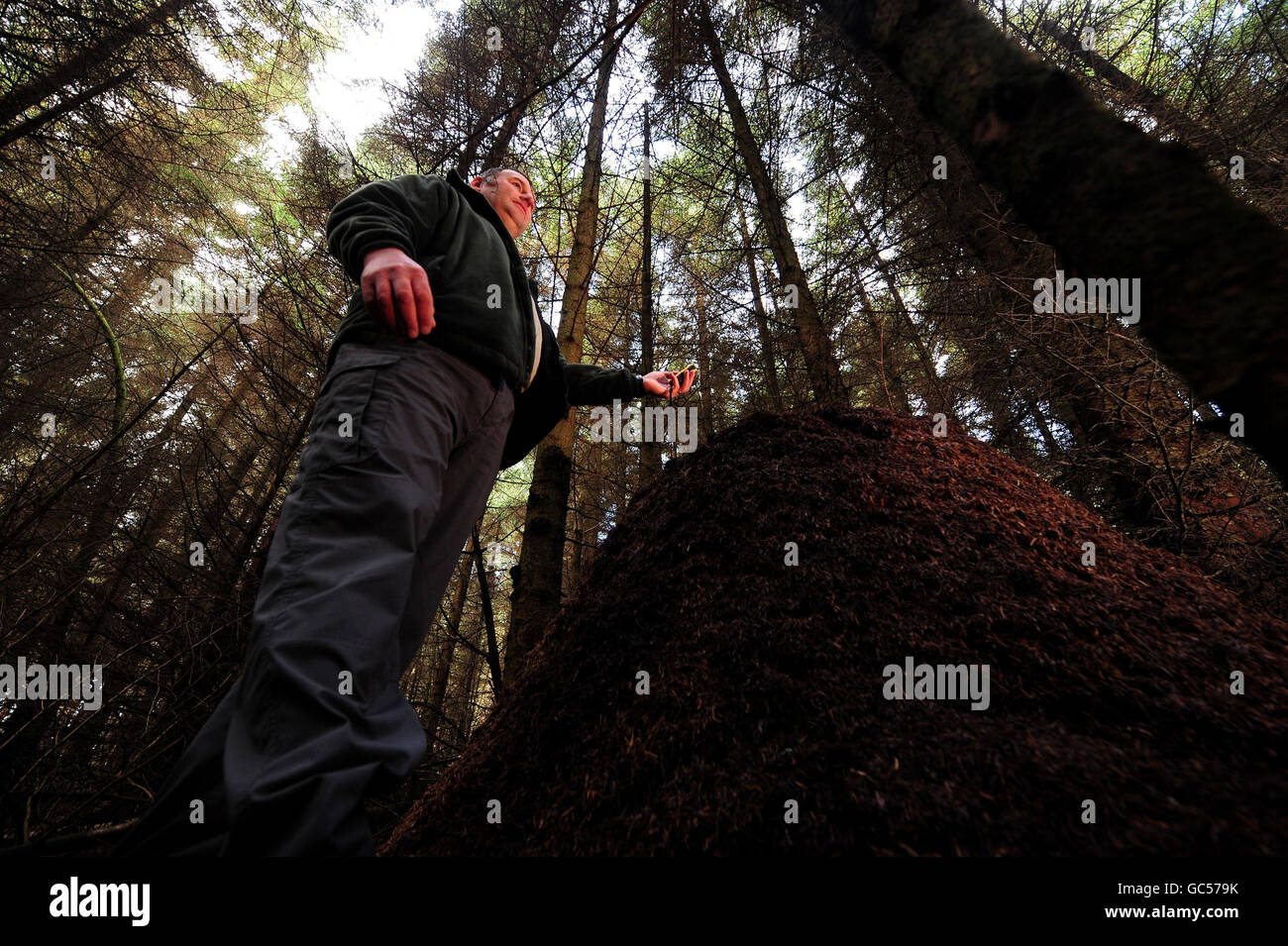 Hairy northern wood ant nests Stock Photo - Alamy
