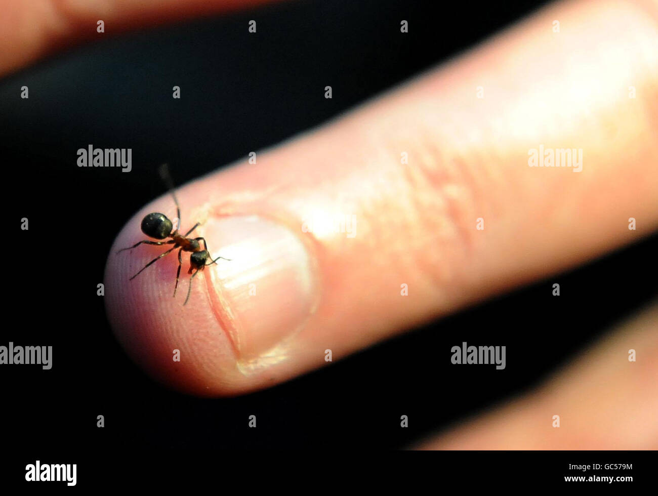 Hairy northern wood ant nests Stock Photo - Alamy