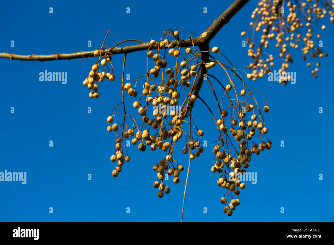 Small yellow berries of White Cedar Melia azedarach , Persian Lilac ...