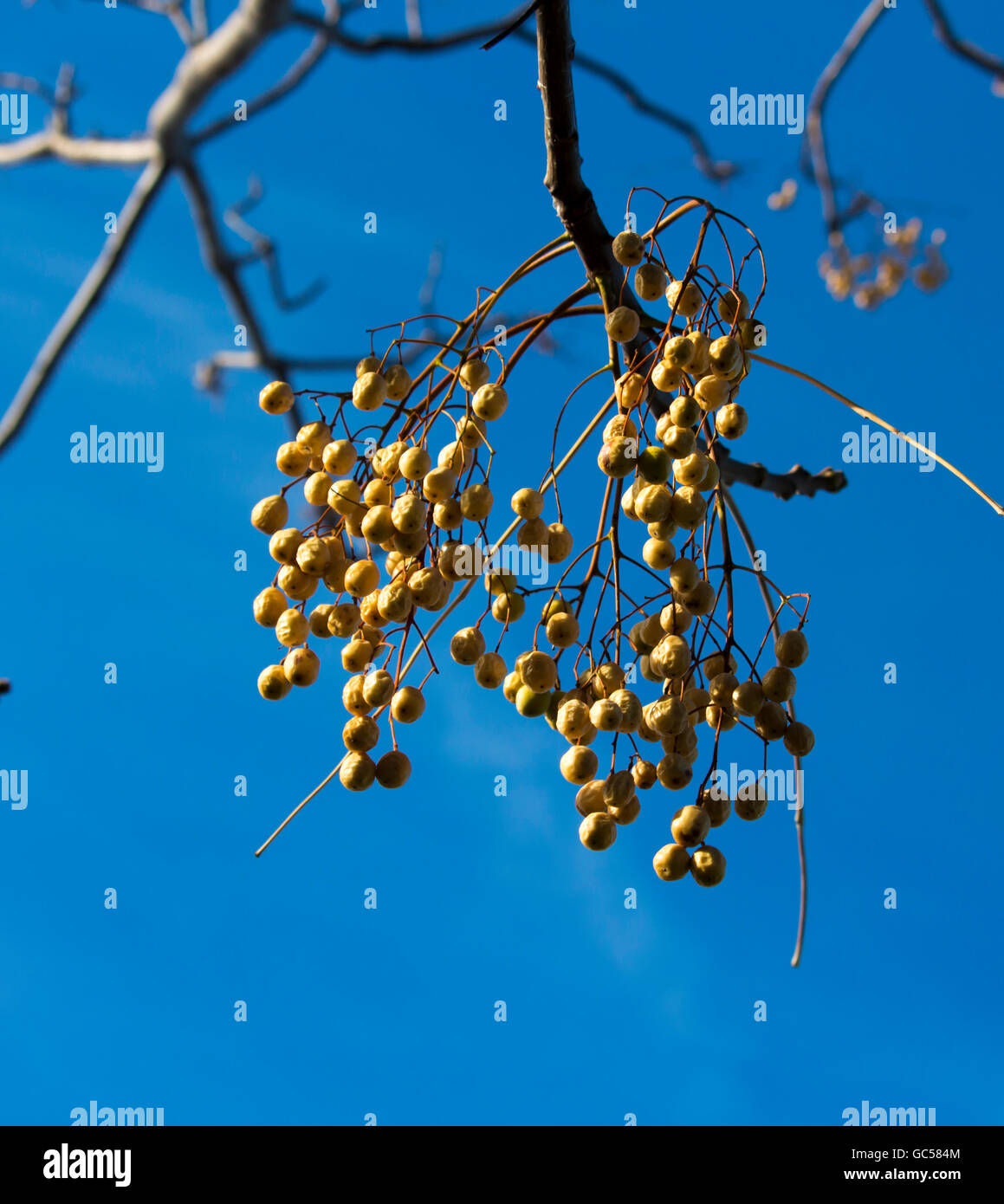 Small yellow berries of White Cedar Melia azedarach , Persian Lilac ...
